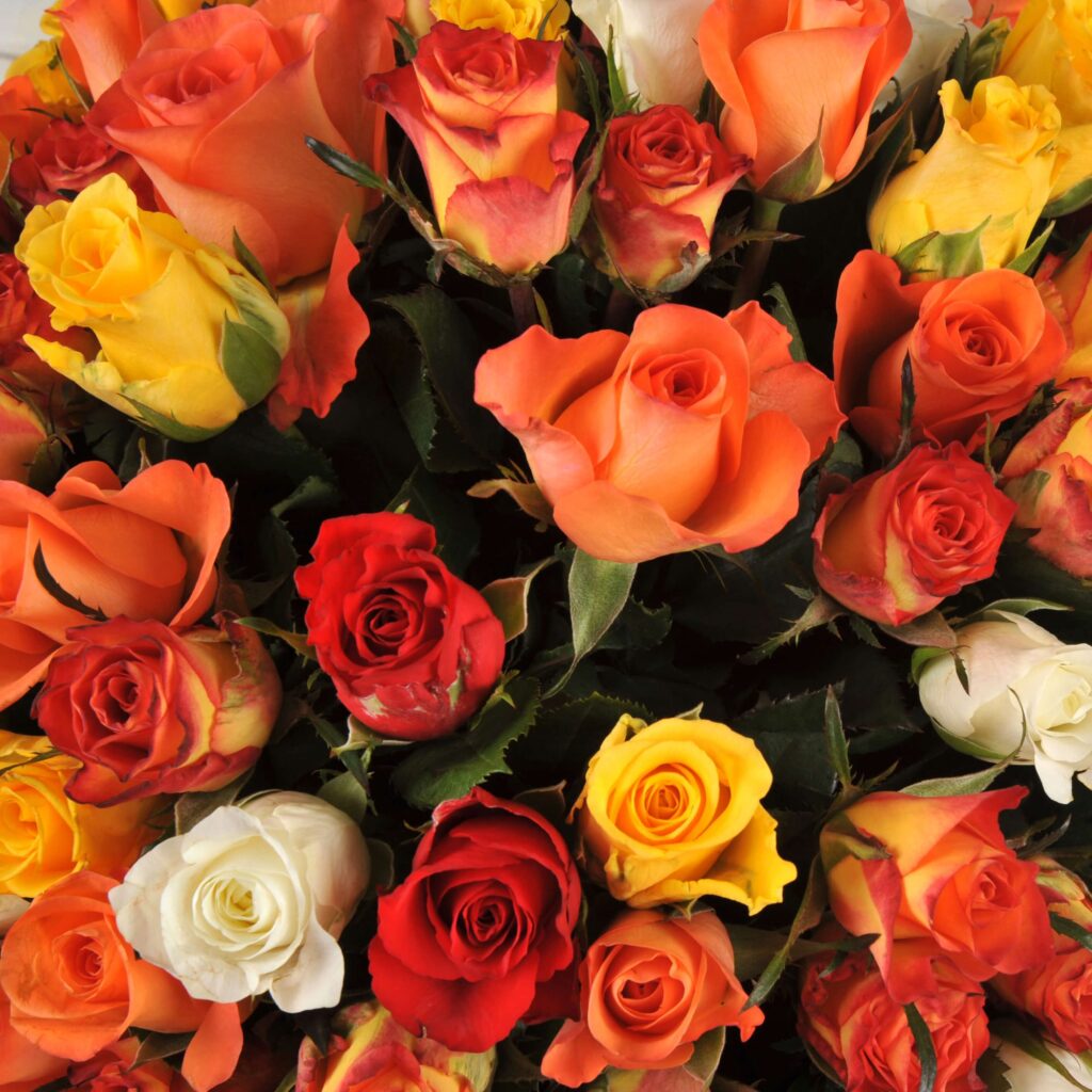 Buy Fresh Roses - 100 Fresh Roses - Homeland Florists