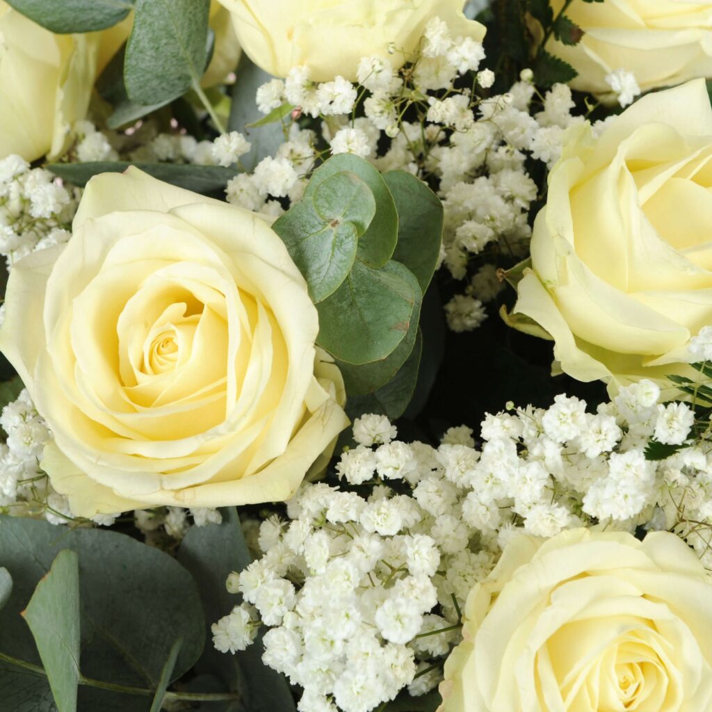 Buy 12 Luxury White Roses Bouquet | Homeland Florists