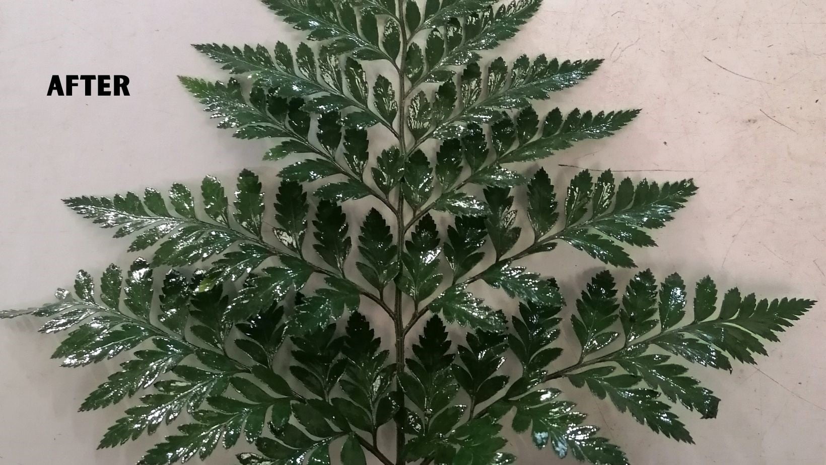 Leather Leaf: Truth or Myth - Homeland Florists